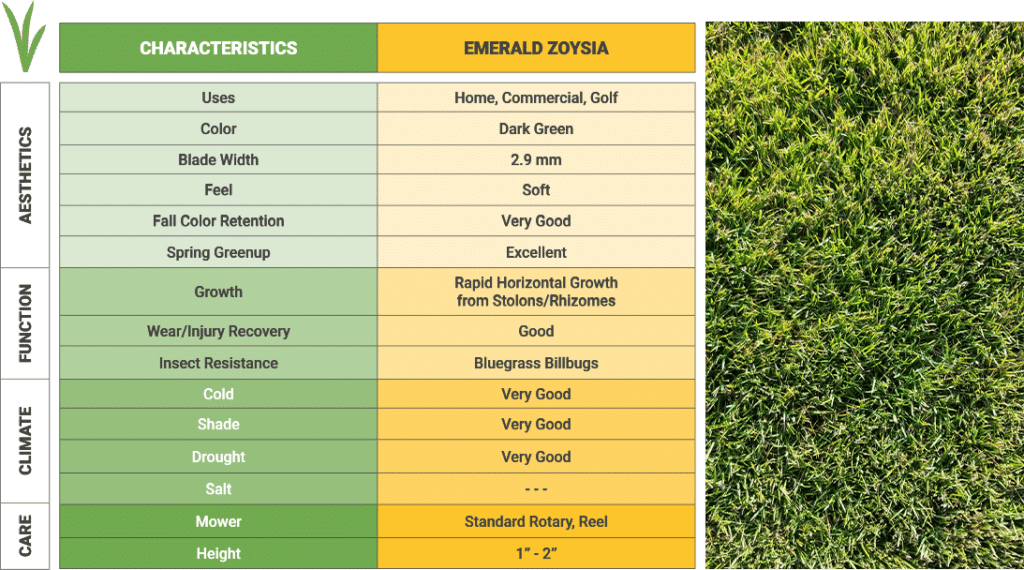 Emerald Zoysia Grass Sodmasters