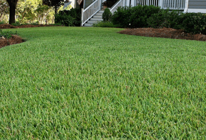 Sod Types - Sodmasters