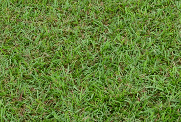 Sod Types - Sodmasters