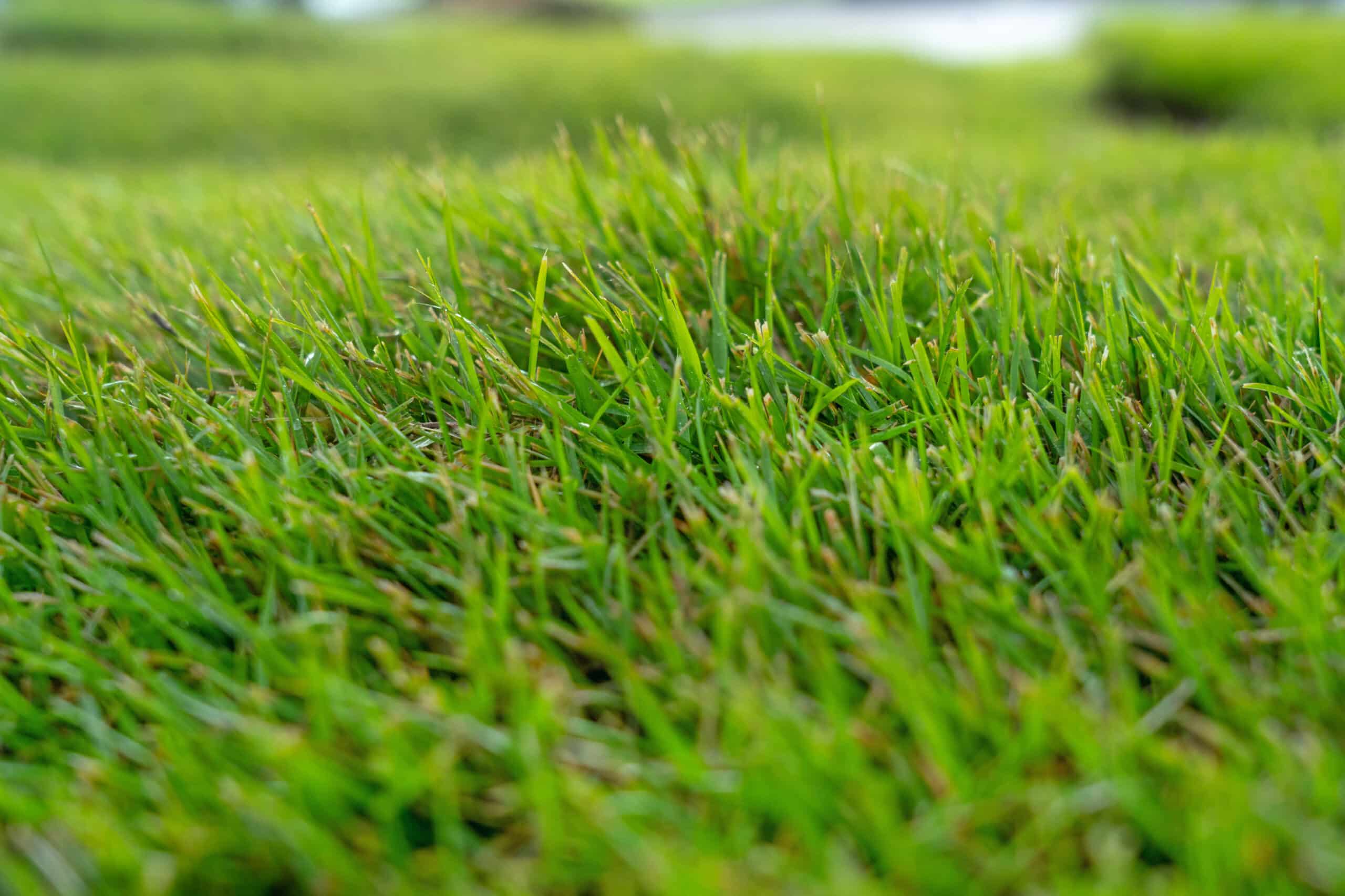 Sod Types - Sodmasters