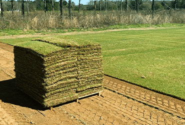 Sod Types - Sodmasters