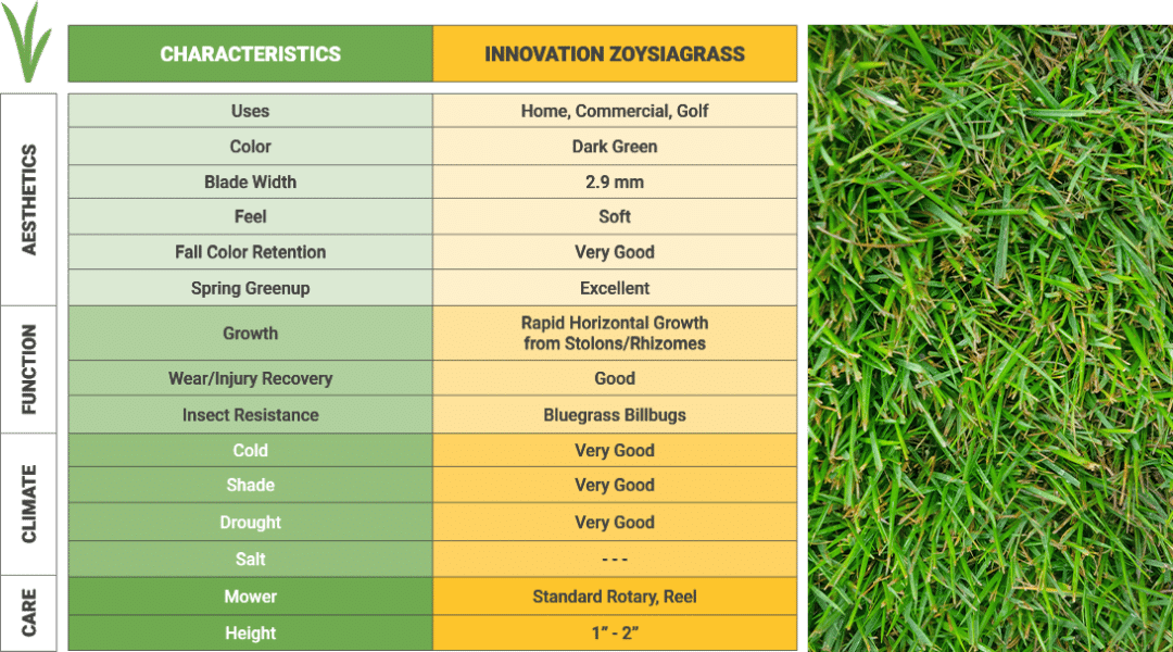 Innovation™ Zoysiagrass - Sodmasters